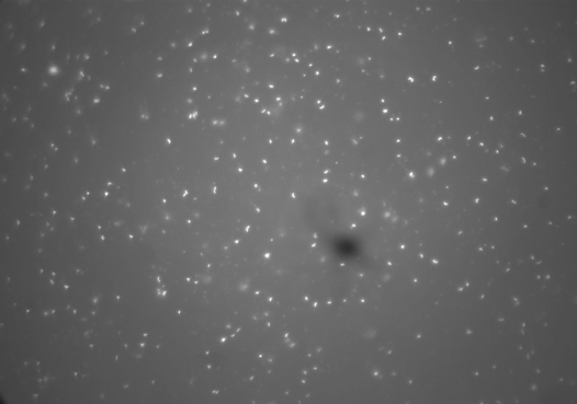 Fluorescent in situ Hybridization | Rachel Ouye | Professional Portfolio